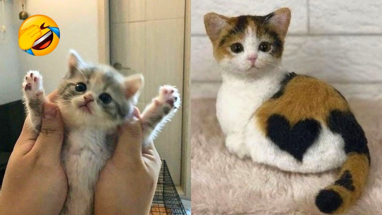 The Best Cat Videos to Make You Laugh, Smile, and Feel Good ...