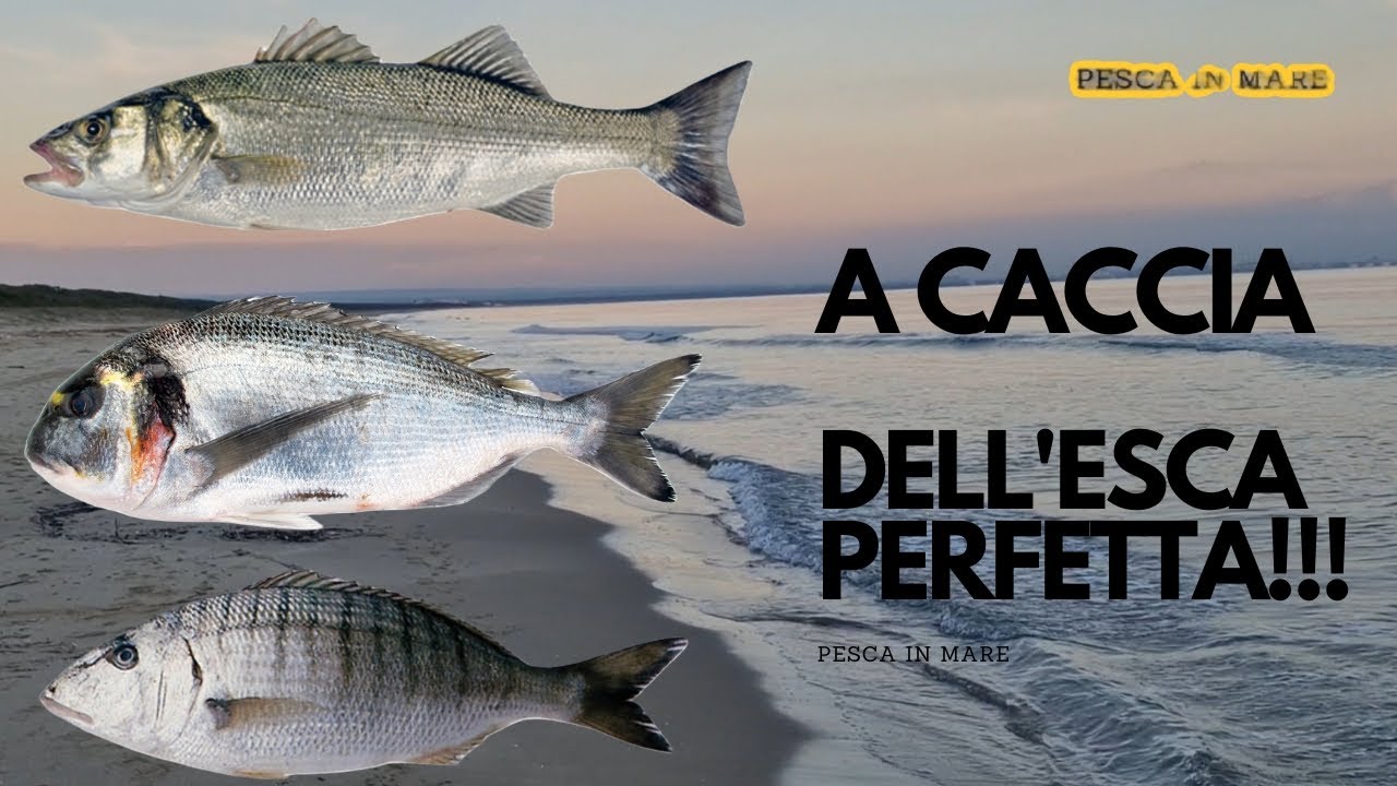 The secrets of special fishing sea worm - YouTube