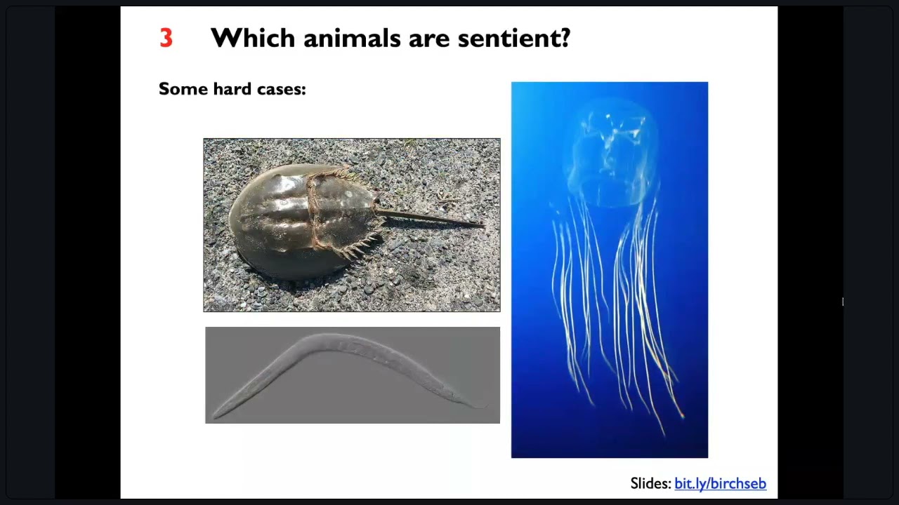 The Science of Animal Sentience: Sentience and the precautionary ...