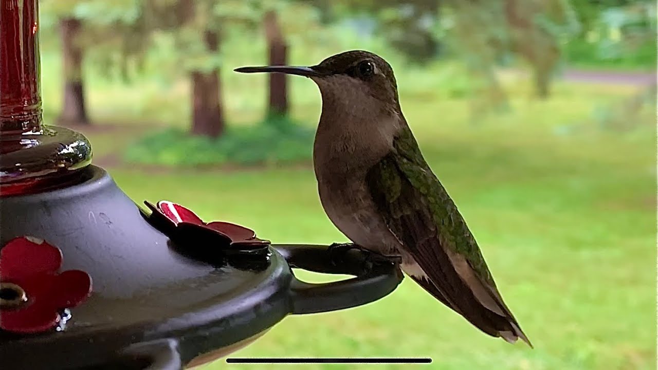 Short film of my hummingbird friends - YouTube