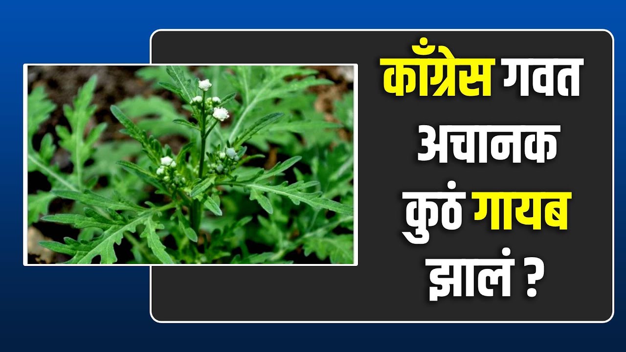 काँग्रेस गवत अचानक कुठं गायब झालं | Congress Grass | History Of ...