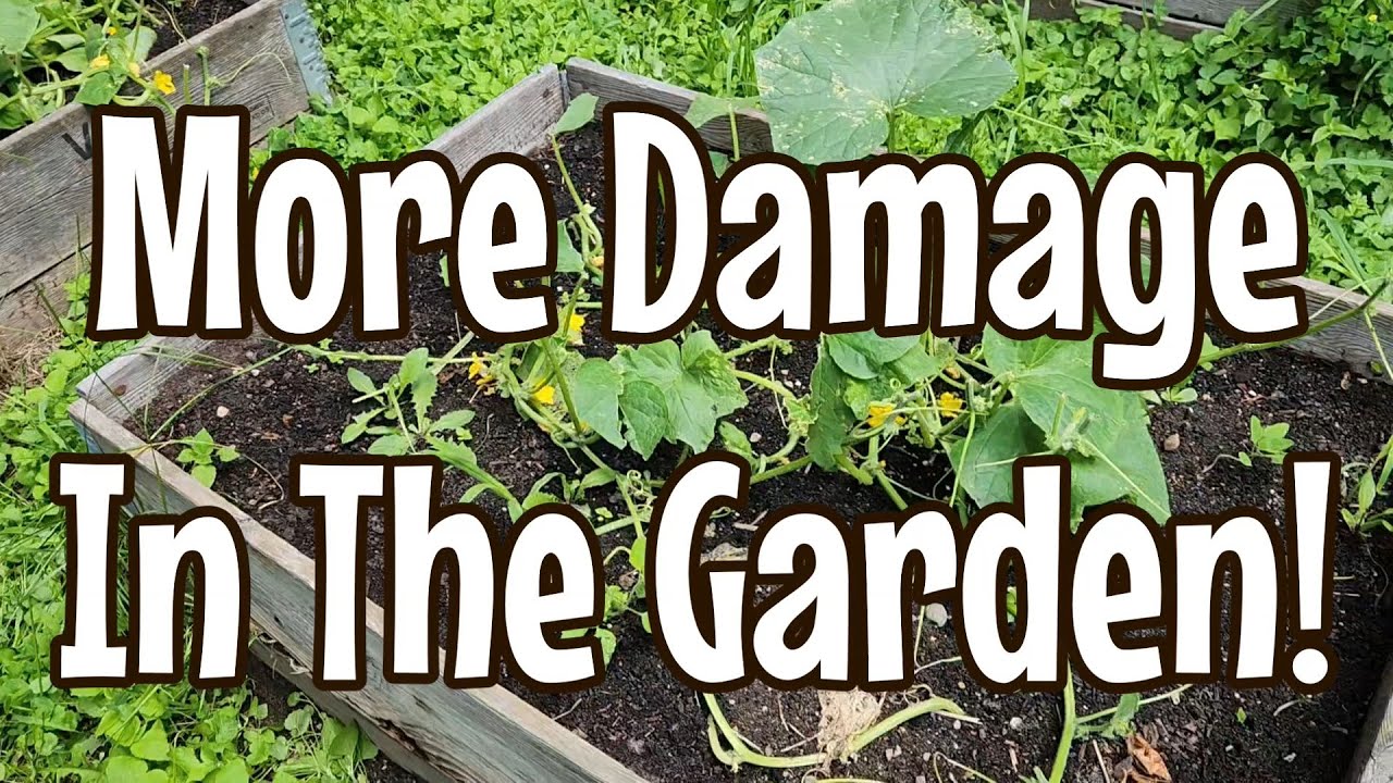More Garden Damage!! - YouTube