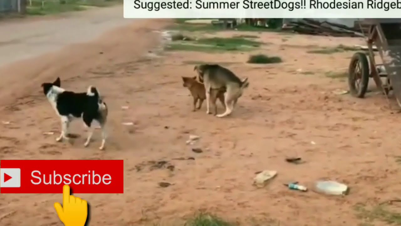 Asian Street Dogs Breeding | Session 2020 - YouTube