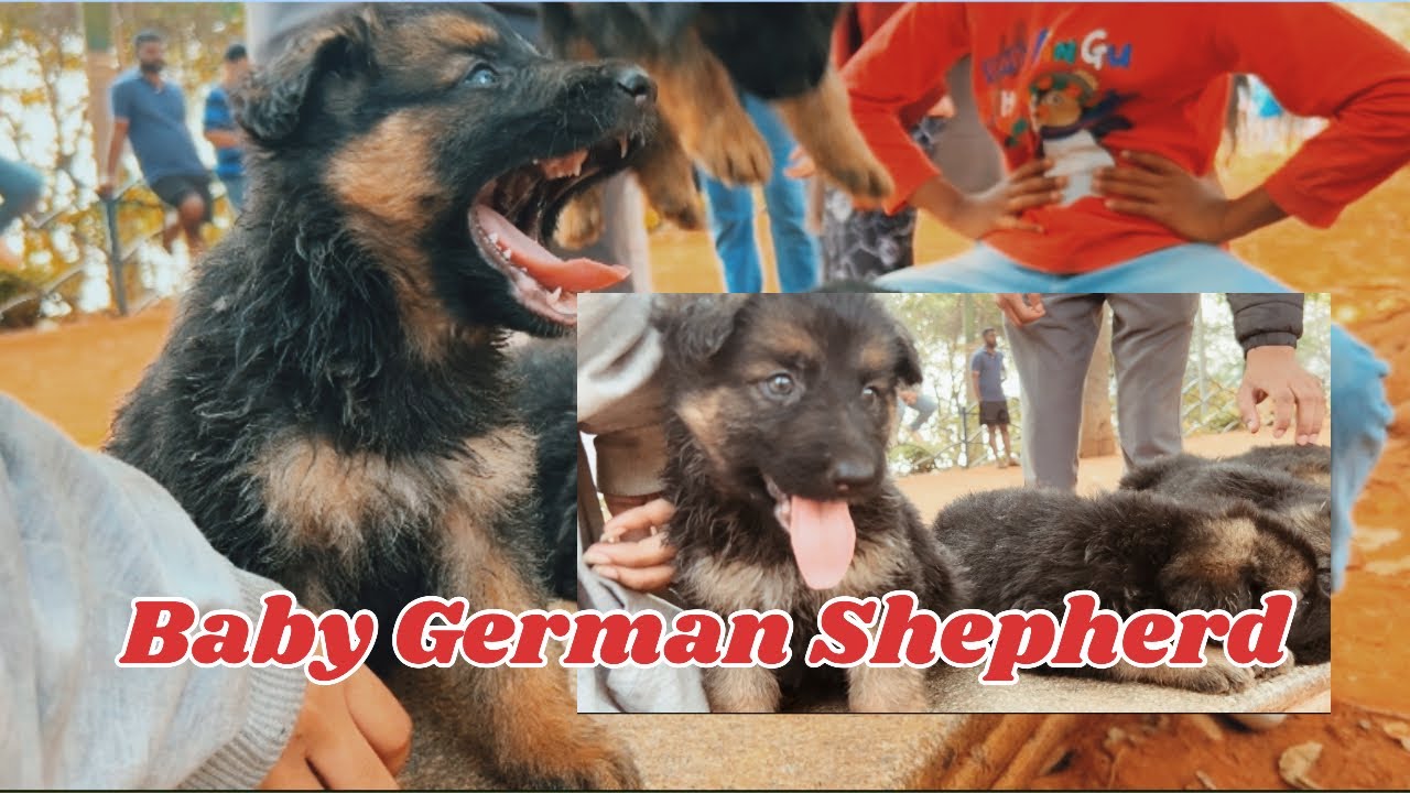 Today Morning Meet highly trainable,intelligent and loyal dogs 🐕 - YouTube