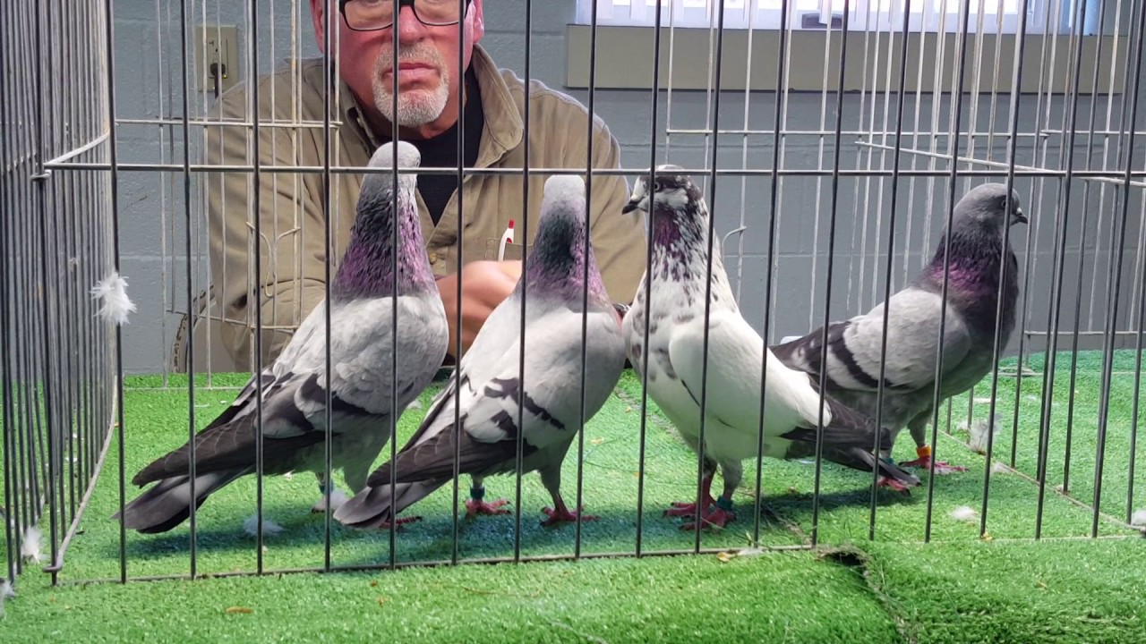 Pigeon Show Nassau Suffolk Tippler Pigeons 11/16 - YouTube