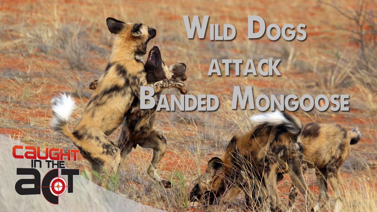 A seriously feisty family of Mongoose face-off with a pack of Wild Dogs ...