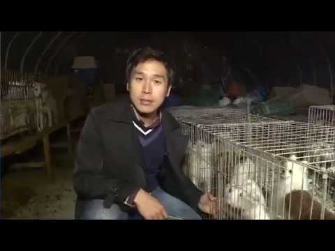 S. Korea: Pet dogs turning into Boshintang (Dog Meat Soup) Shocking ...