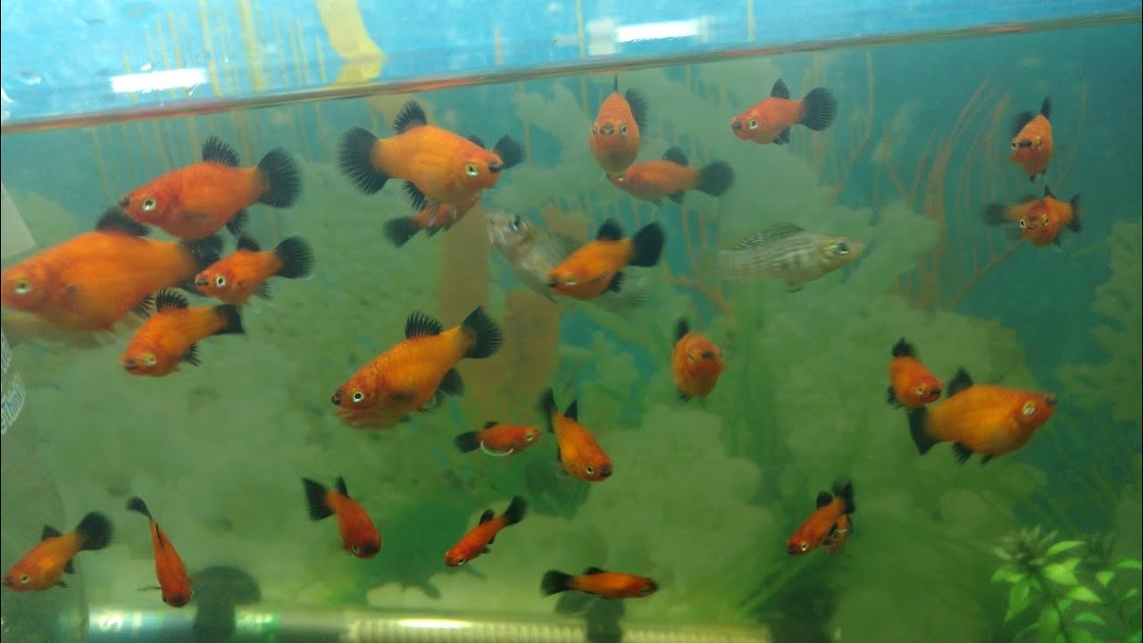 how to care baby fish fry in winter season complete information - YouTube