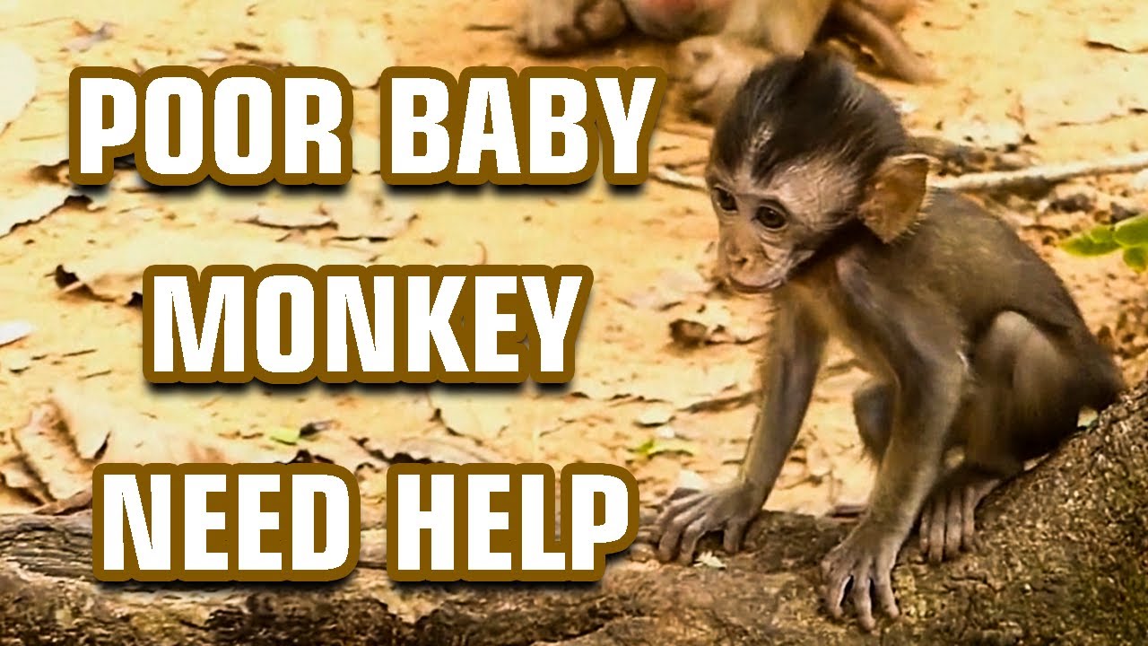 Amazing Monkey Video - 🙏 Poor Baby Monkey need Help! 🙏 - Baby Monkey ...