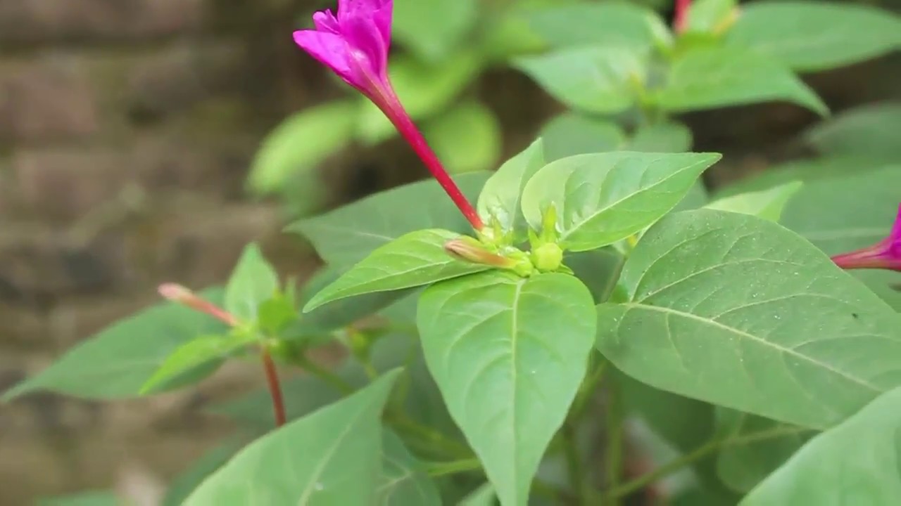 Bella Di Notte Flower | Best Flower Site