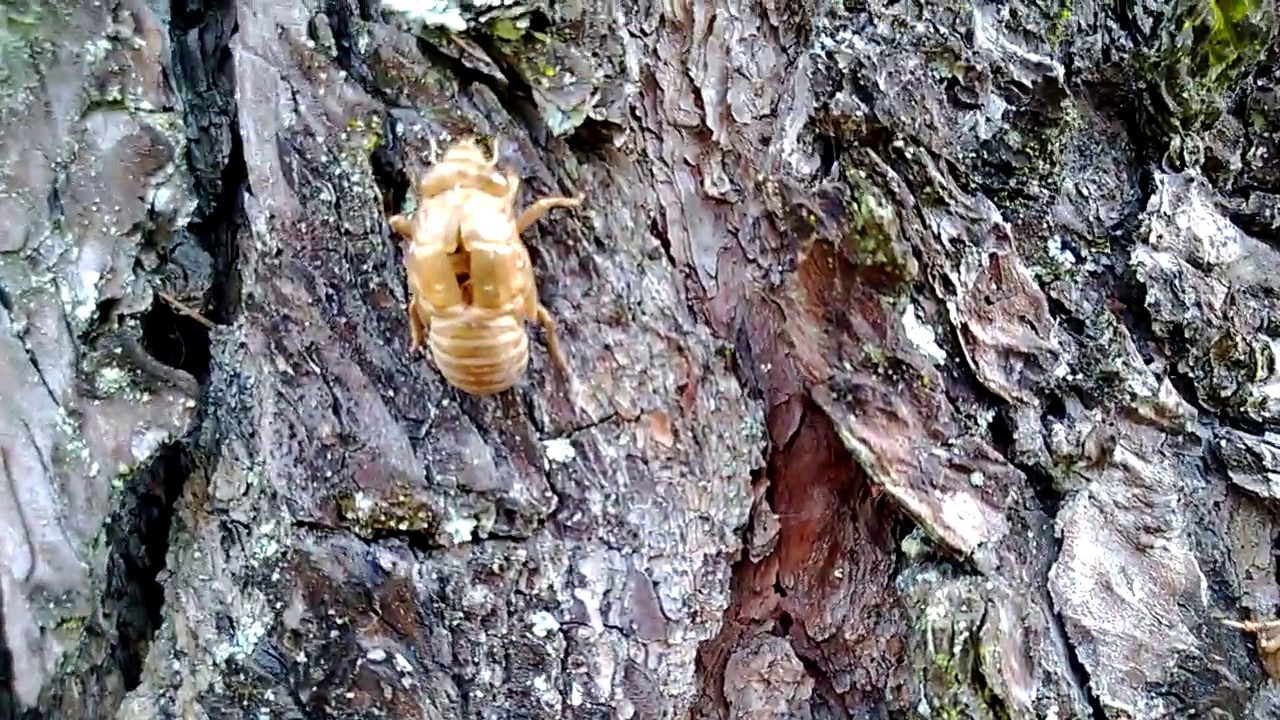 Empty Bug Shells - YouTube