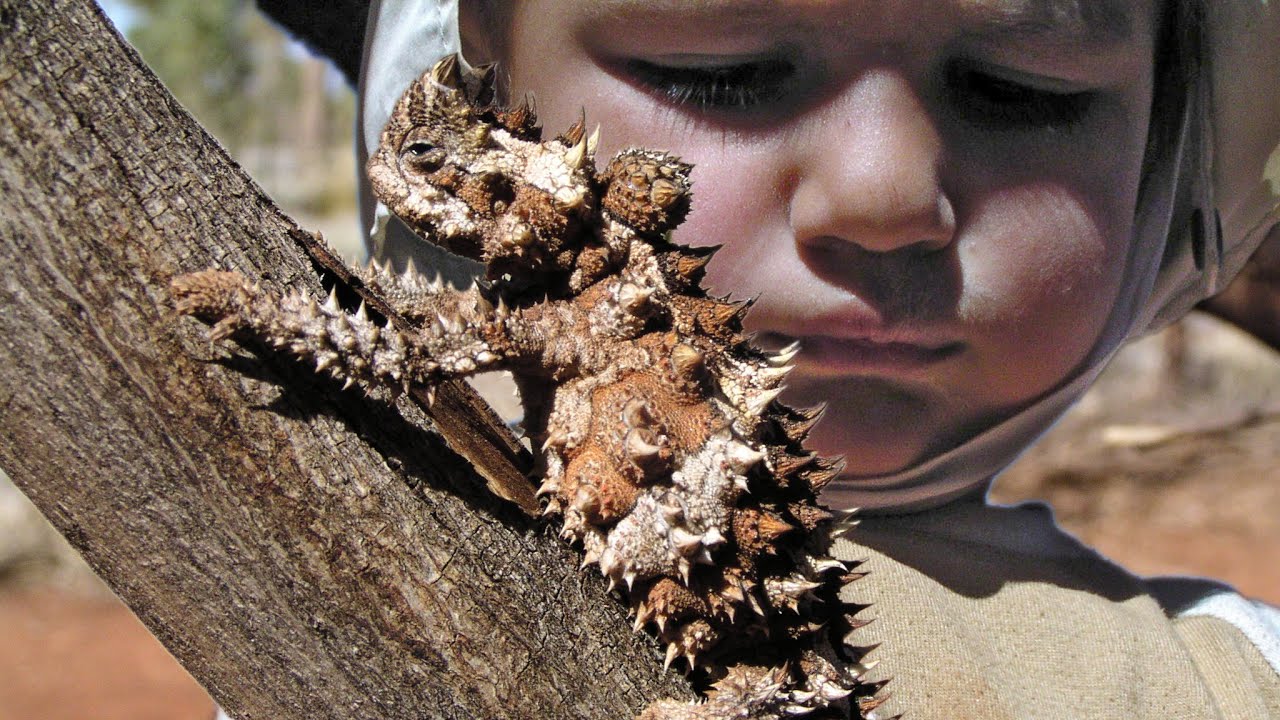 Biodiversidad alien de Australia 13000 km en 52 días: (Alien ...