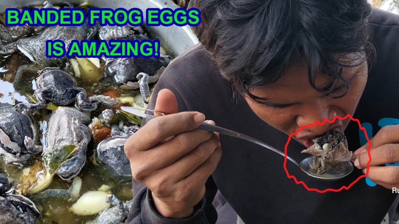 BANDED FROG EGG IS AMAZING TASTE! UNBELIEVABBLE | cooking banded bull ...