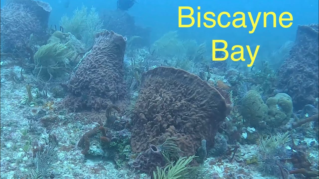 Sept ‘23: Biscayne Bay - Triumph Deep - YouTube