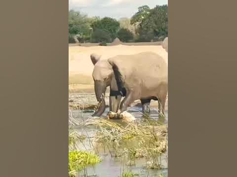 elephant vs anaconda | 🐘 vs 🐍 - YouTube