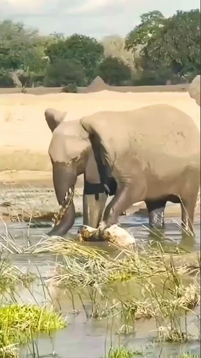 elephant vs anaconda | 🐘 vs 🐍 - YouTube