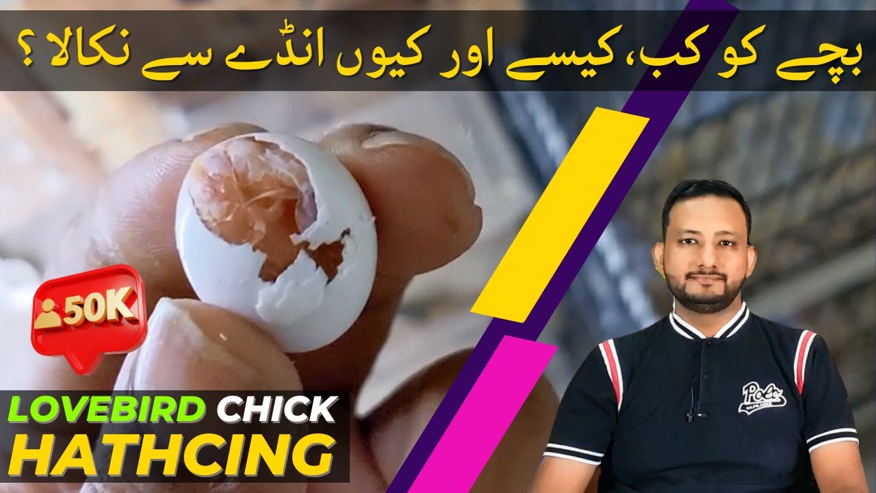 Lovebird Egg Hatching | Lovebird Baby Hatching | Birds Egg Hatching ...