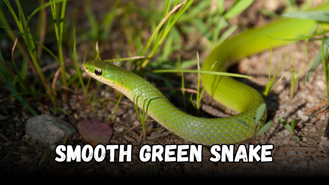 Smooth Green Snake is the best Friendly Pet Snakes Buying Cost, Diet ...