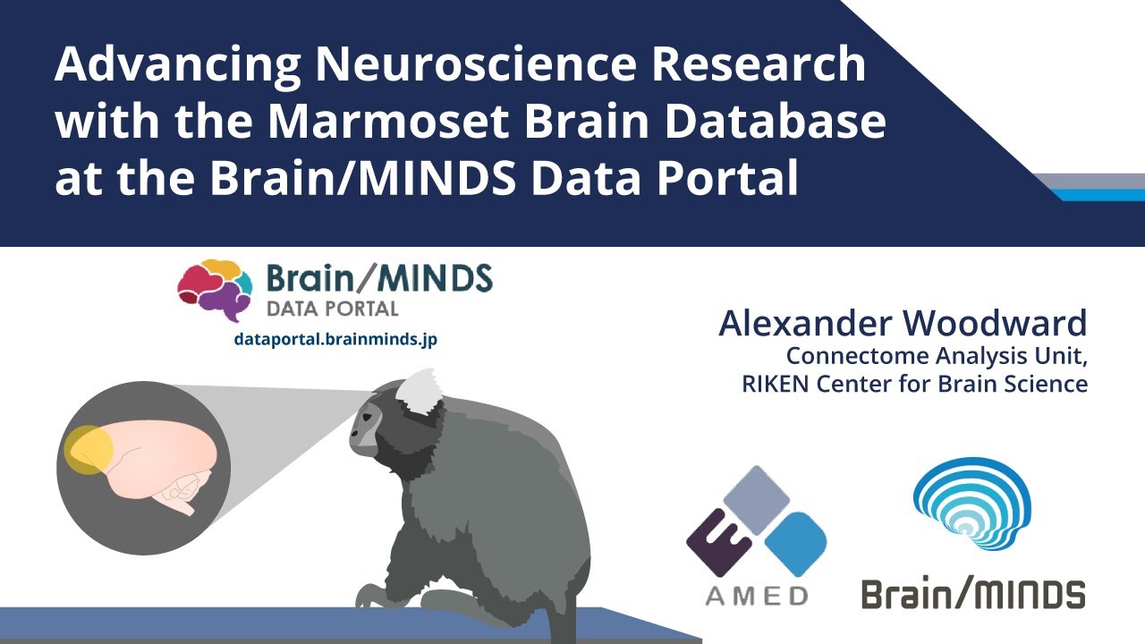 Marmoset Brain Database at the Brain/MINDS Data Portal - YouTube