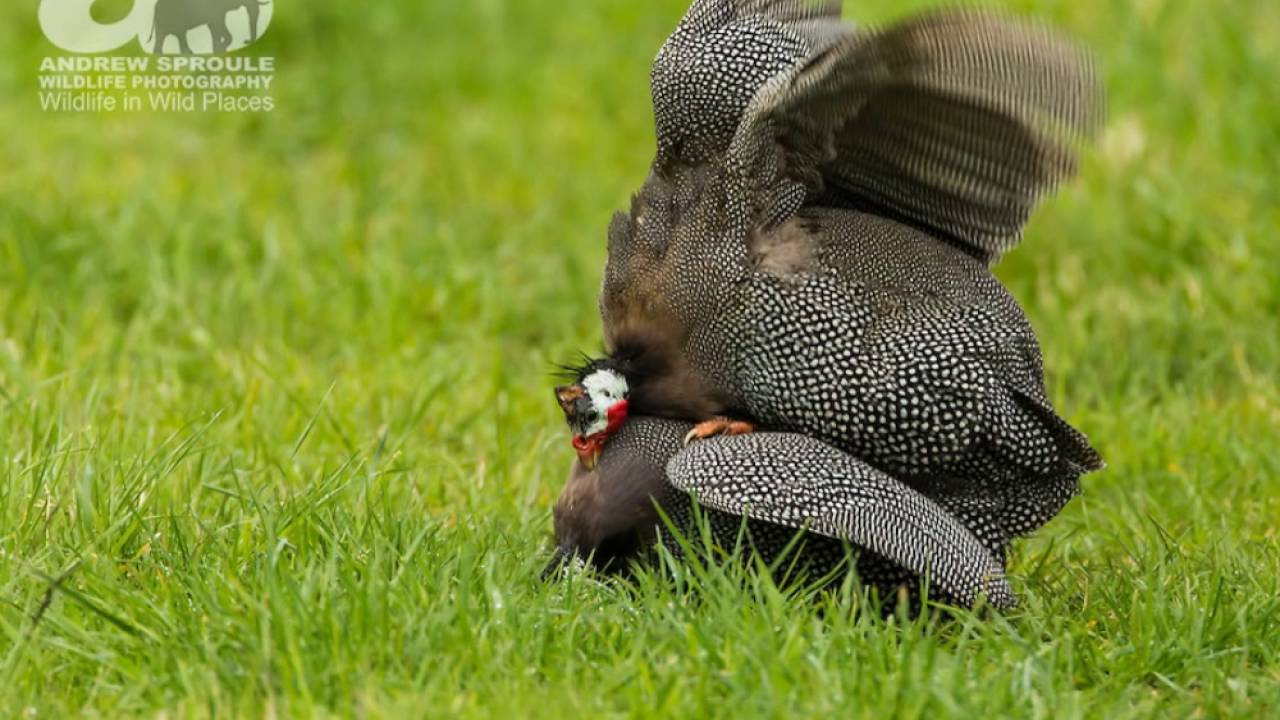 Guinea Birds Breeding