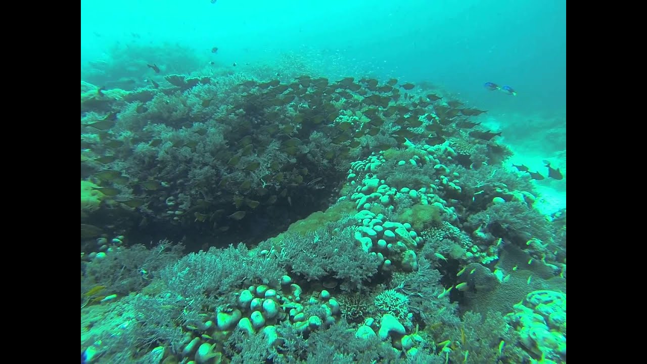 Diving at Pemba Island - ペンバ島でダイビング - YouTube