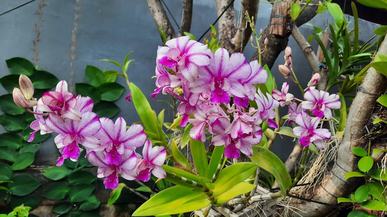 Dendrobium Popeye berbunga kembali - YouTube