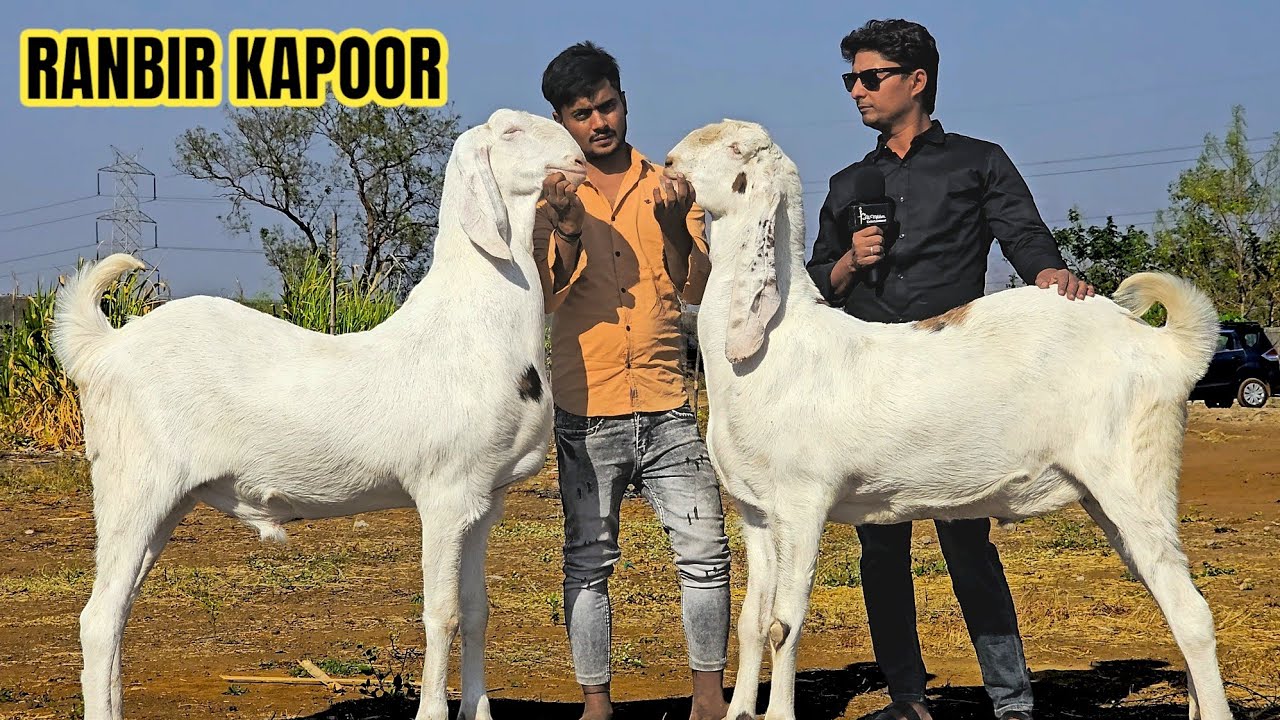 RANBIR KAPOOR AT LEGEND GOAT FARM | PADGHA,MUMBAI | 43 HEIGHT TALL ...