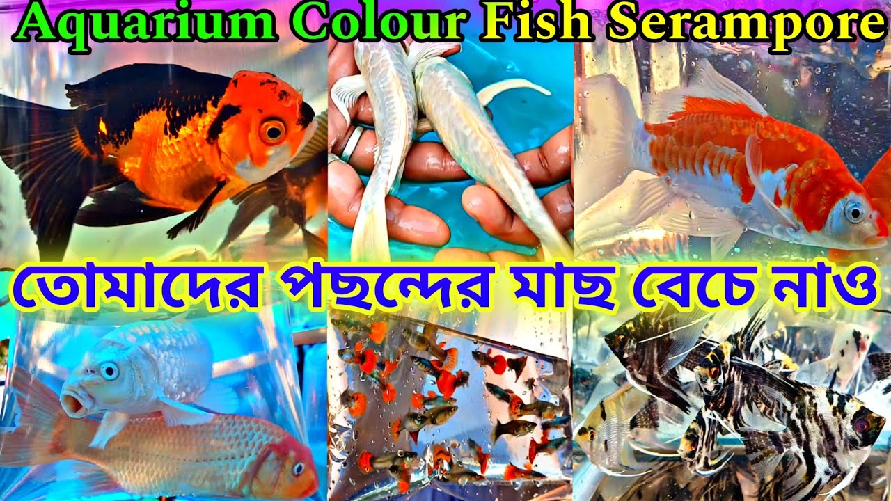 Aquarium Colour Fish Serampore | Serampore Fish Market | Colour ...