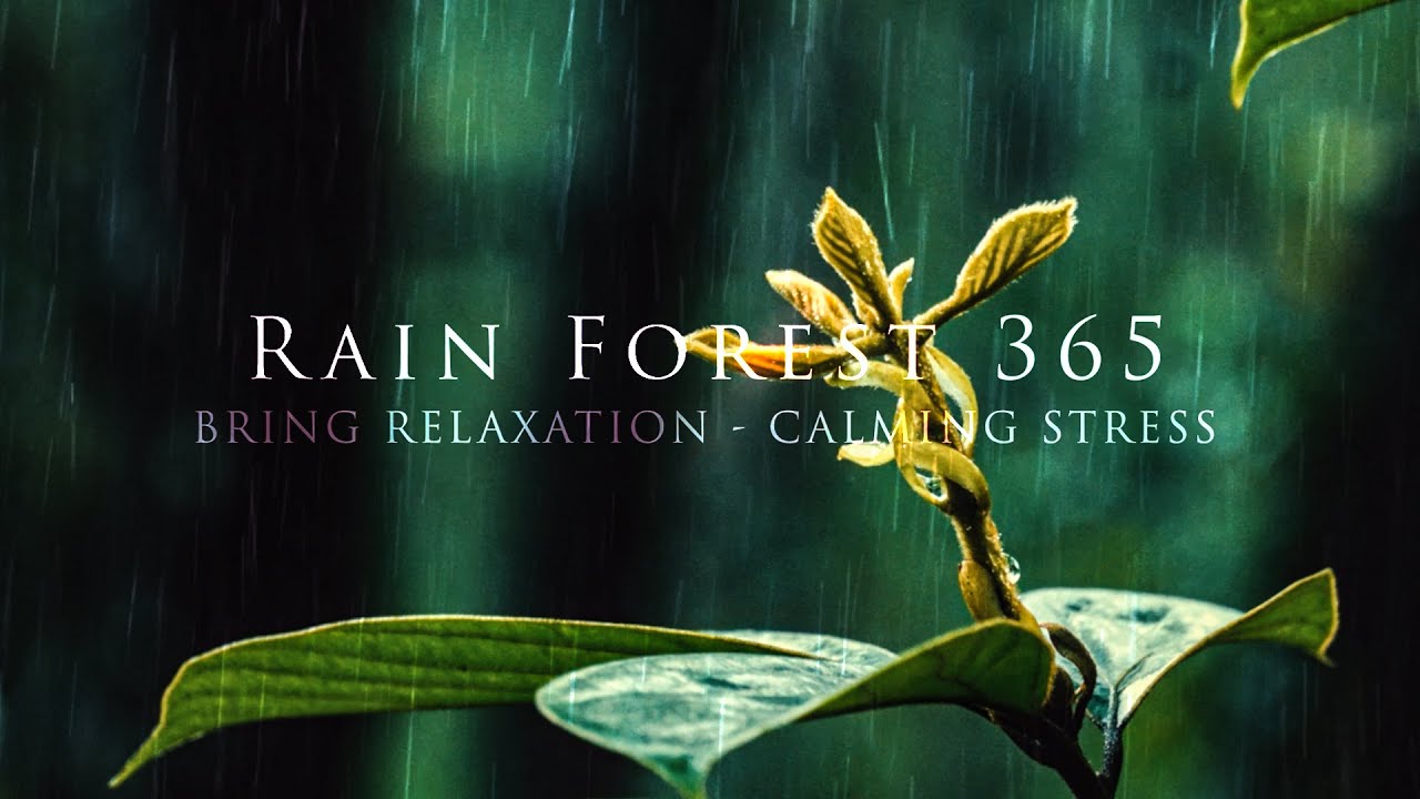 RAIN 10h Rainforest Sounds for Relaxation, Deep Sleep, Meditation, Study, Spa - YouTube