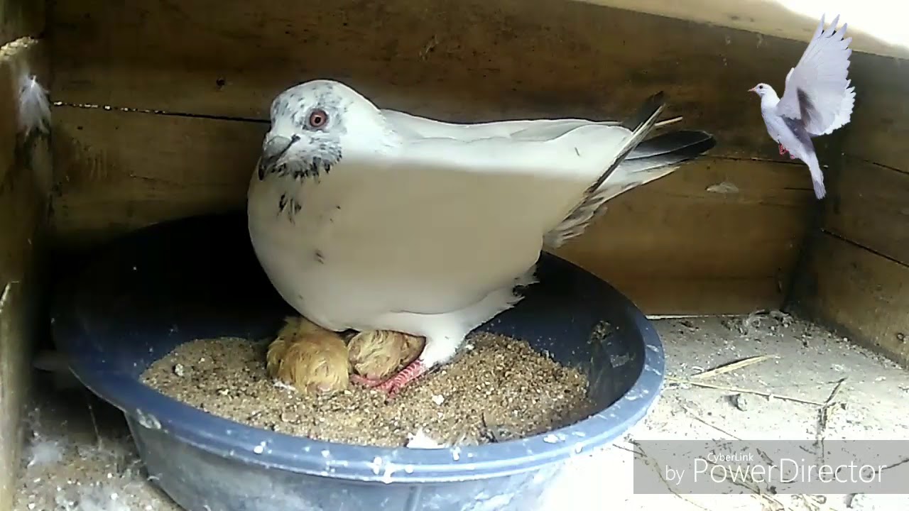 I KNOW EPS 03 - training homer, normal pigeon. disease and cure - YouTube