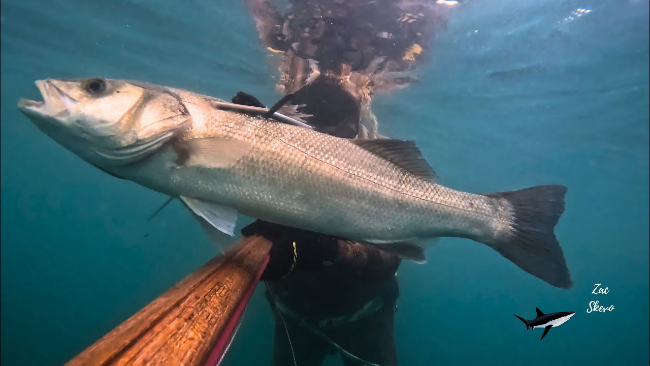 Sea bass 3.2kg, common octopus 1.9 kg and more...Λαβράκι 3,2 κ, χταπόδι ...