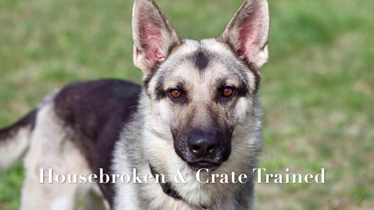 Chance ::: Goofy, Lovable German Shepherd - YouTube