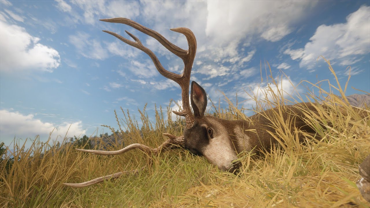 Dear, Desert Deer... - YouTube