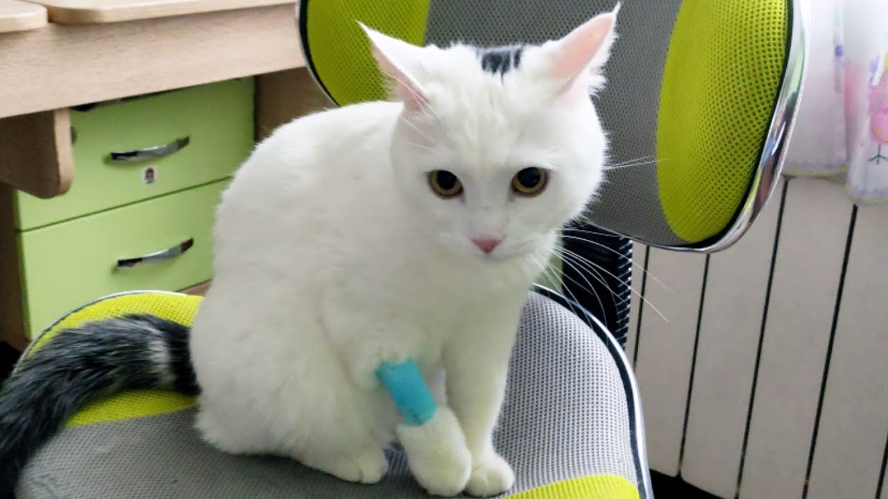 💉Cat Twist's Visit to the Veterinary Clinic - Navigating a Sick Paw ...