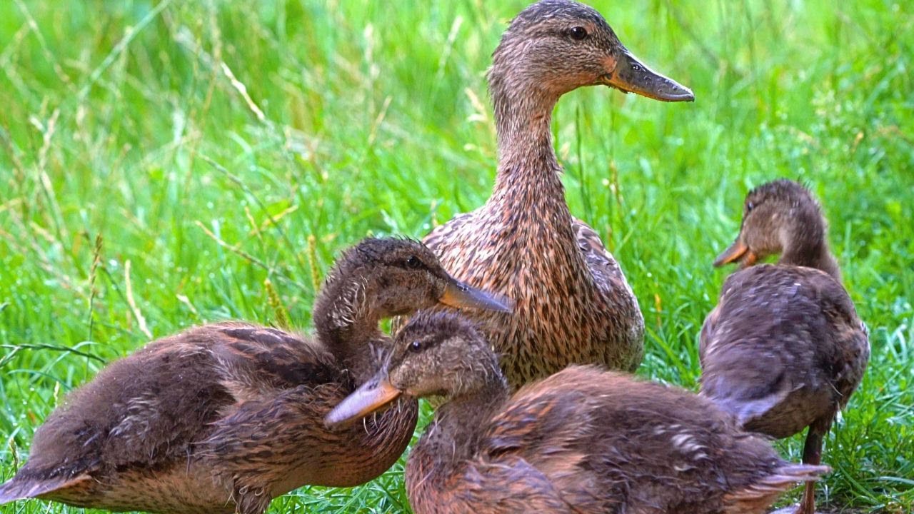 Mallard Duck Hen and Her Three Big Ducklings by the Road [4K] - YouTube