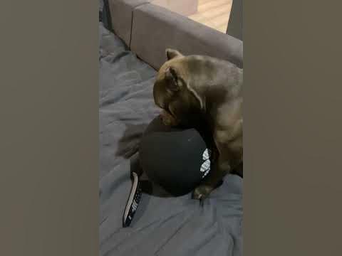 Добиваем)🤣воздушные шарики с ДР - YouTube