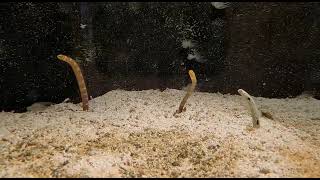 Feeding of the Garden Eels