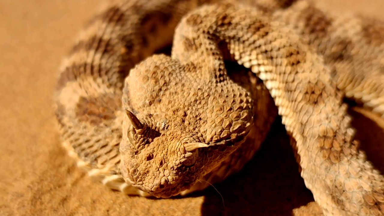 Mira lo que encontré en la montaña, Gara medouar, Vibora Cornuda, La ...
