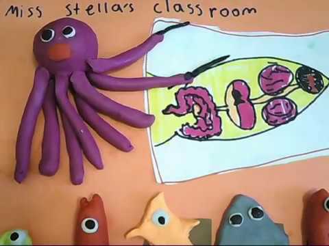 Sammy Stingray and the Digestive System - YouTube