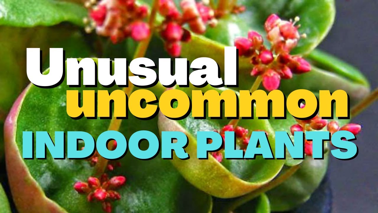 Unusual houseplants | Uncommon indoor plants that you did not know ...