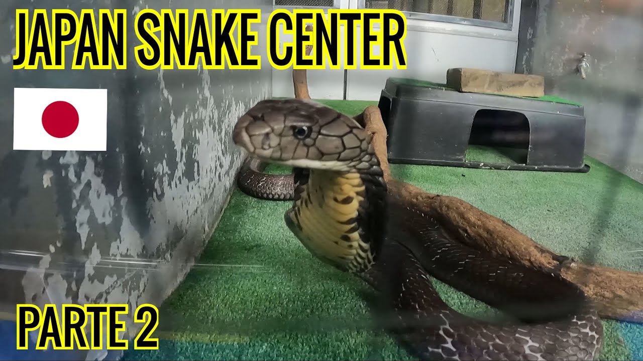 SNAKE CENTER JAPON | Parte 2 - YouTube