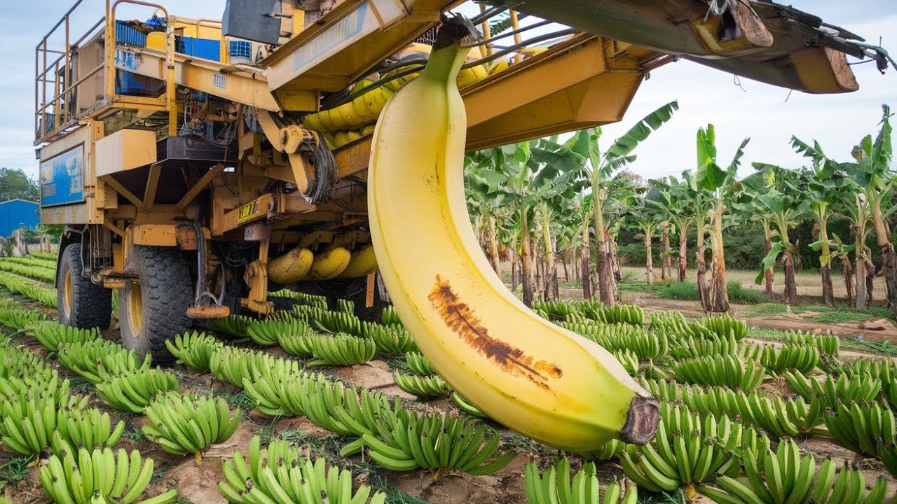 From Farm to Factory: The Journey of Bananas - YouTube