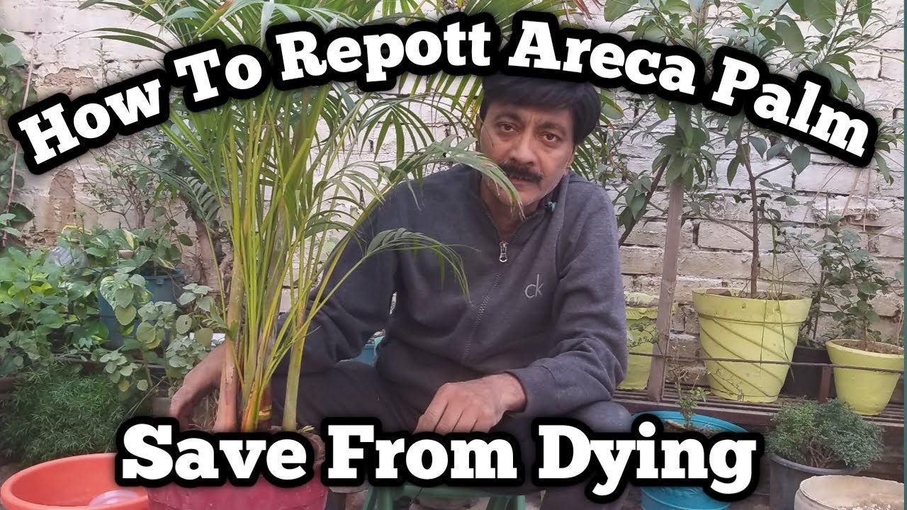 How To Care And Repot Areca Palm And Save From Dying YouTube How To Care And Repot Areca Palm And Save From Dying YouTube