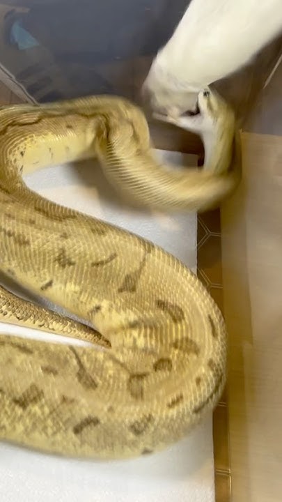 Pastel Pinstripe Fire Royal / Ball Python | #strike #short (13.10.24 ...