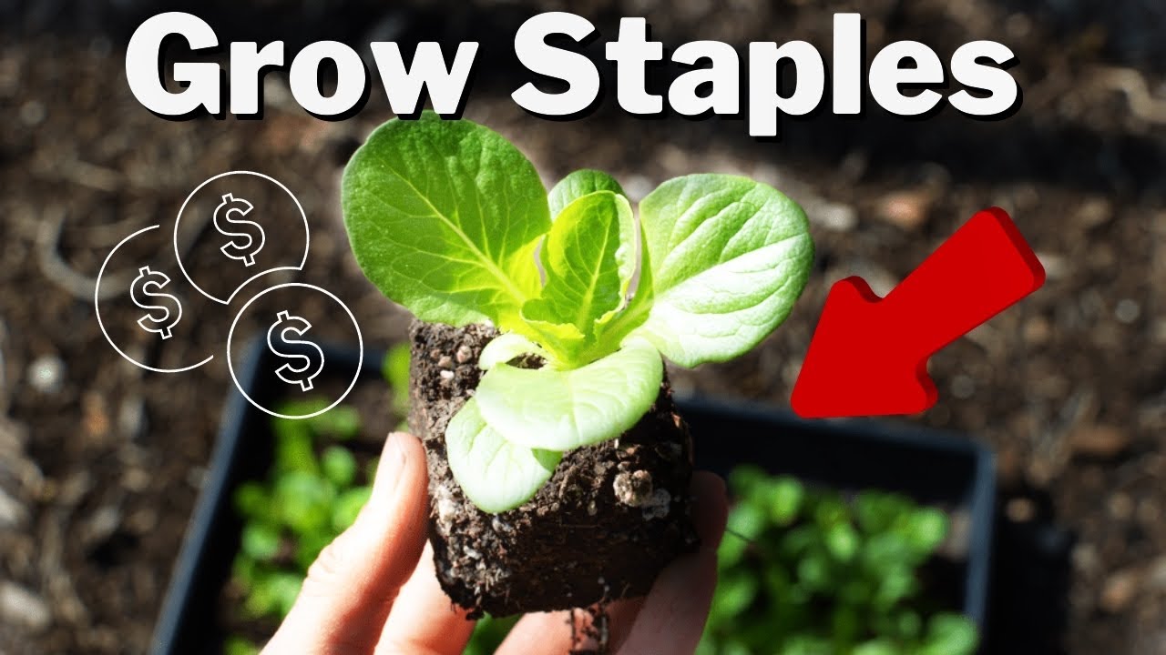 The CHEAPEST Garden Vegetables To Grow. ZERO inputs! - YouTube