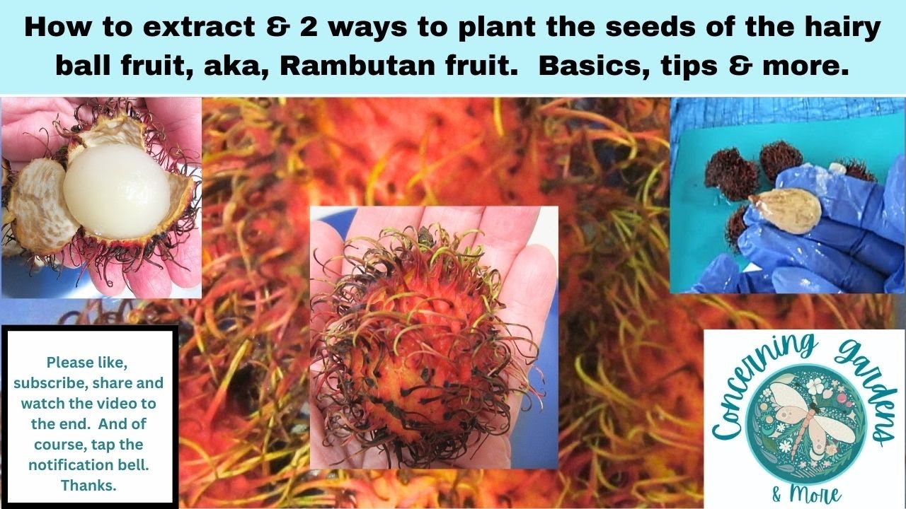 How to succeed in growing Rambutan fruit trees. Extracting & planting ...