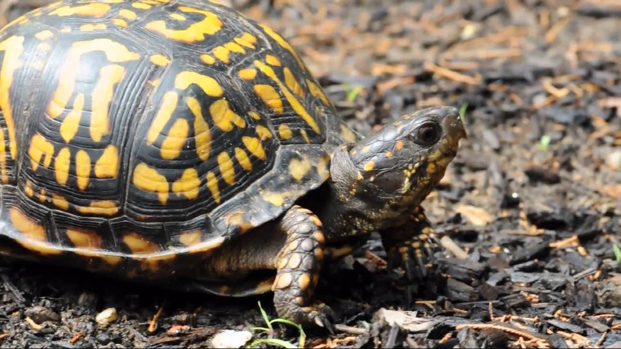 The Spitting Turtle - A Steve Irwin Parody - YouTube