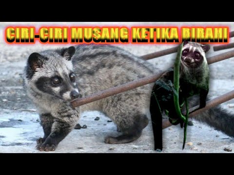 Ciri Ciri Musang Pandan Birahi - YouTube