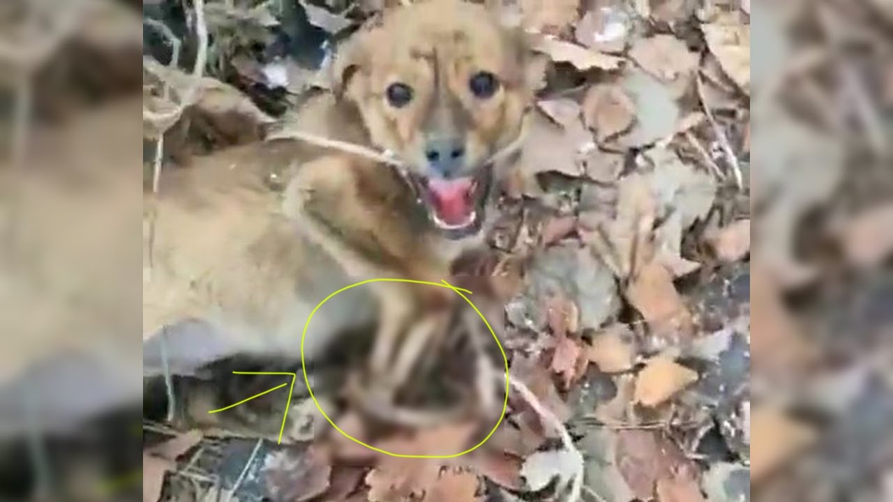 The scream of a puppy caught in a trap begging for help in the middle ...