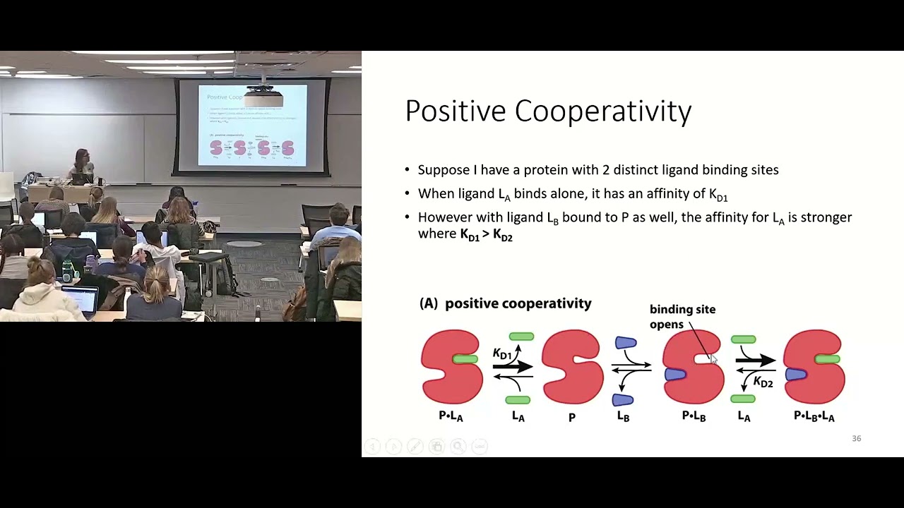 Positive and Negative Cooperativity & Allosteric Feedback - YouTube